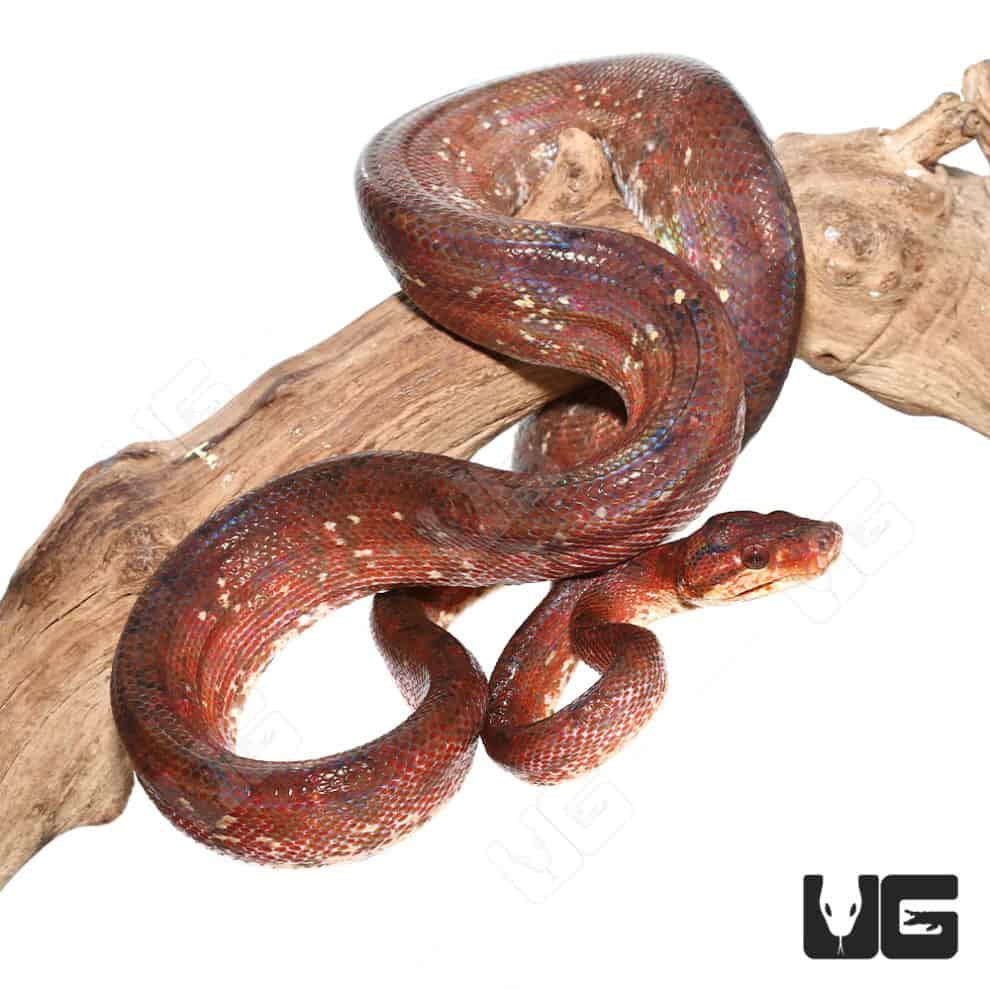 Calico Amazon Tree Boas (Corallus hortulanus) For Sale - Underground ...