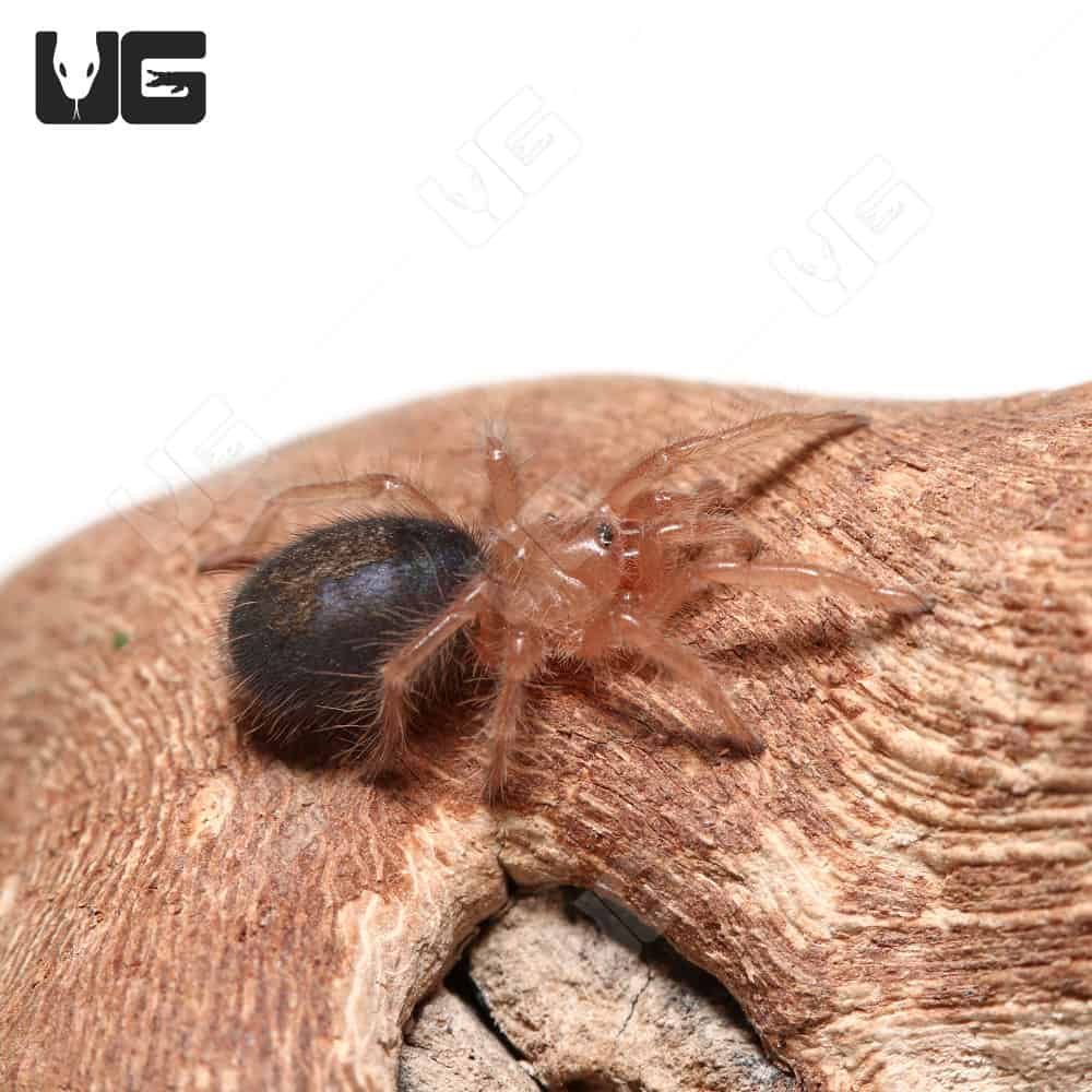 Baby Chaco Golden Knee Tarantulas (Grammostola pulchripes) For Sale ...