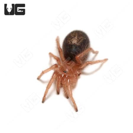 Baby Chaco Golden Knee Tarantulas (Grammostola pulchripes) For Sale ...