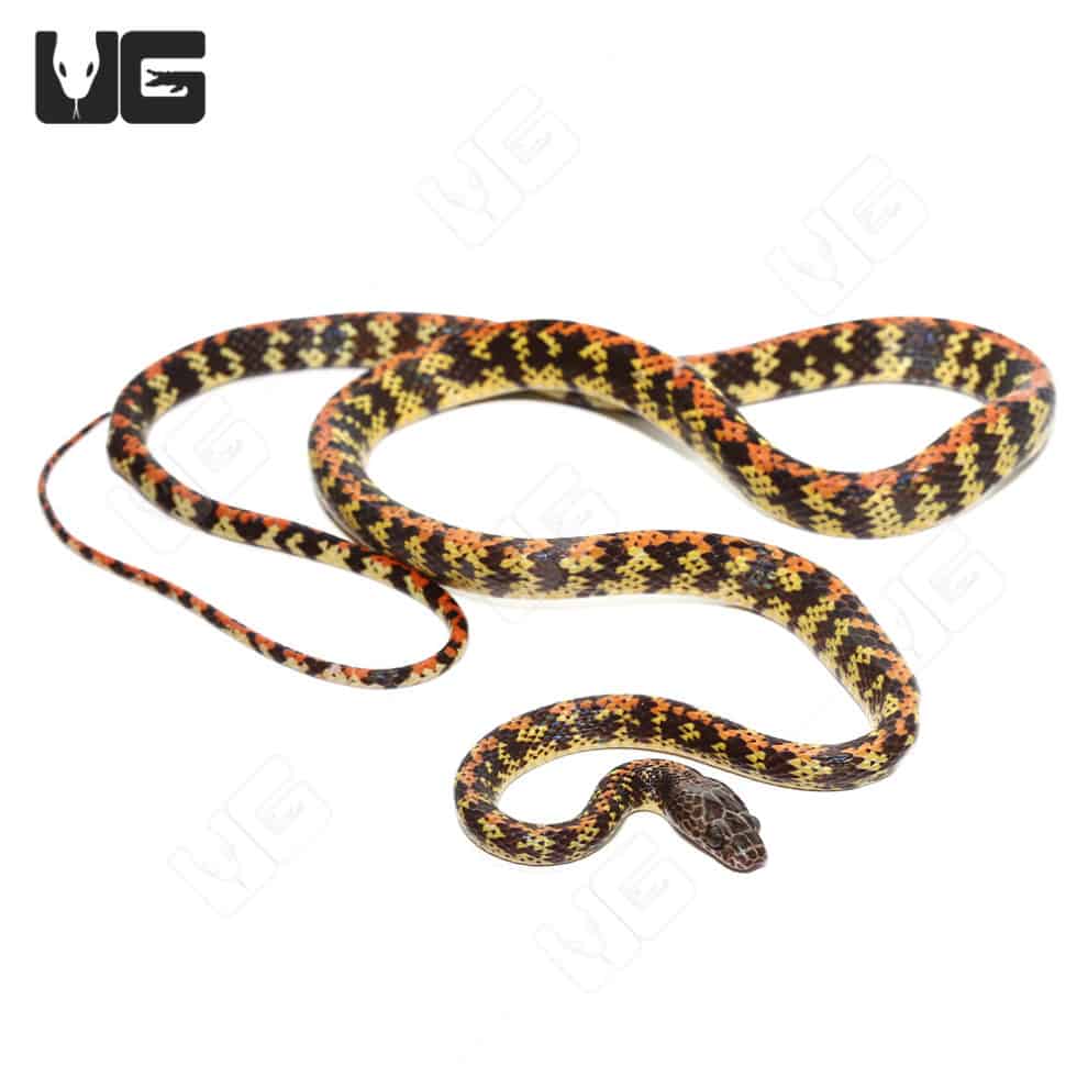 Checker-Bellied Snake (Siphlophis cervinus) For Sale - Underground Reptiles