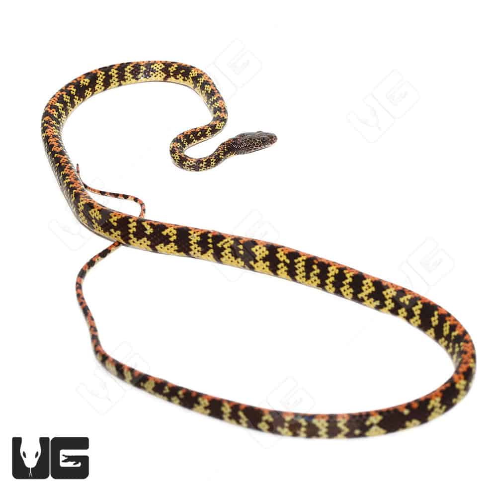 Checker-Bellied Snake (Siphlophis cervinus) For Sale - Underground Reptiles