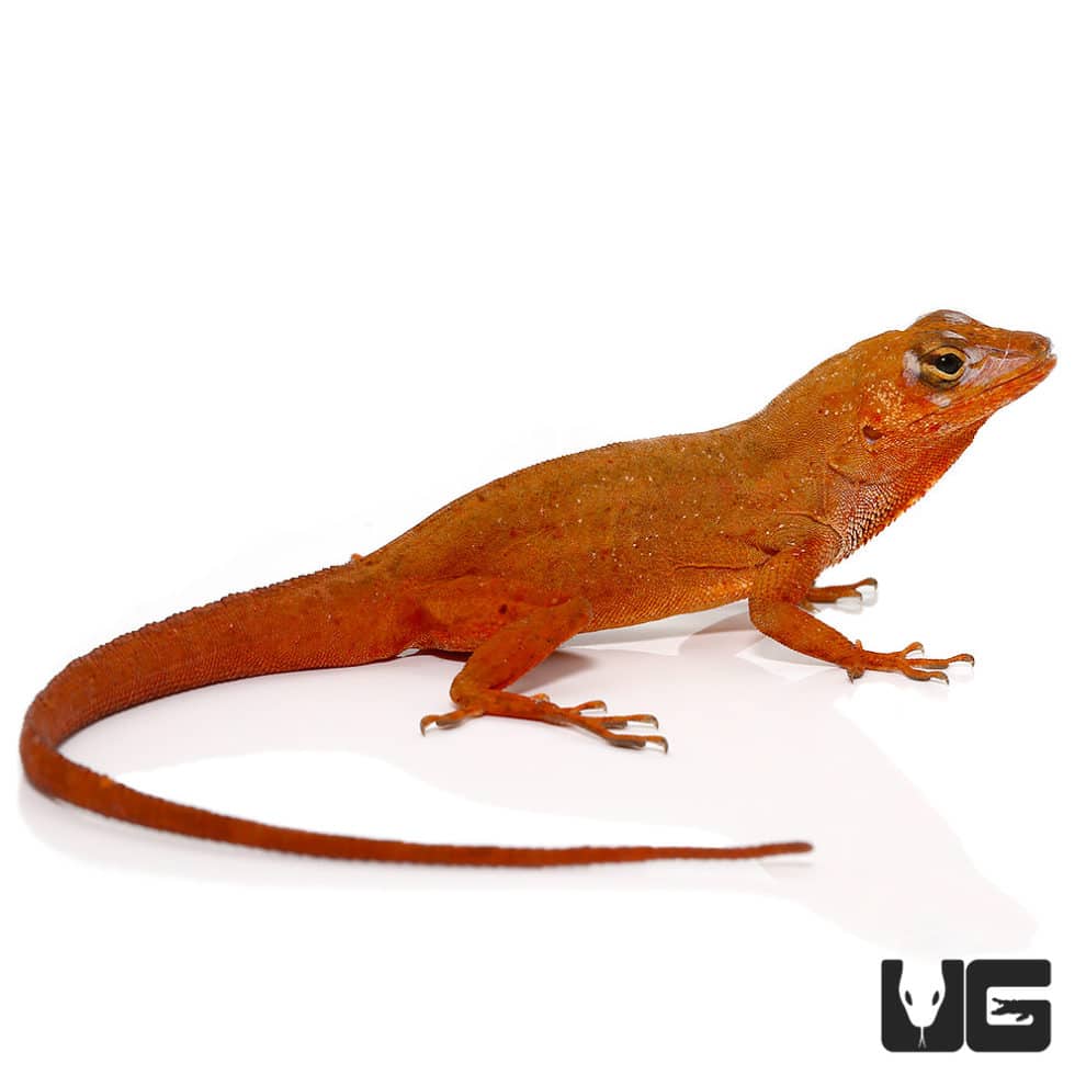 Anoles Archives - Page 2 of 3 - Underground Reptiles