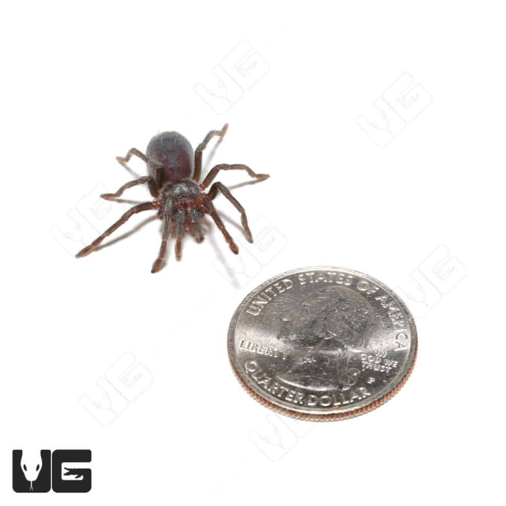 Dominican Purple Birdeater Tarantula For Sale - Underground Reptiles
