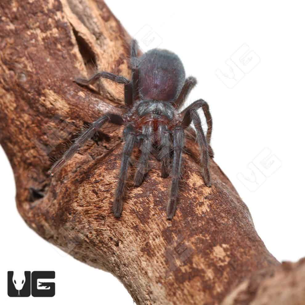 Auctions - Underground Reptiles