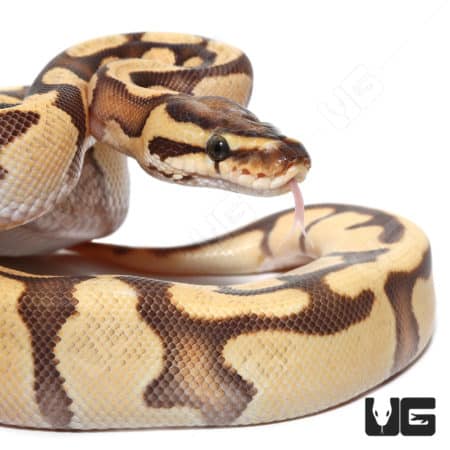 Baby Ball Pythons For Sale - Underground Reptiles