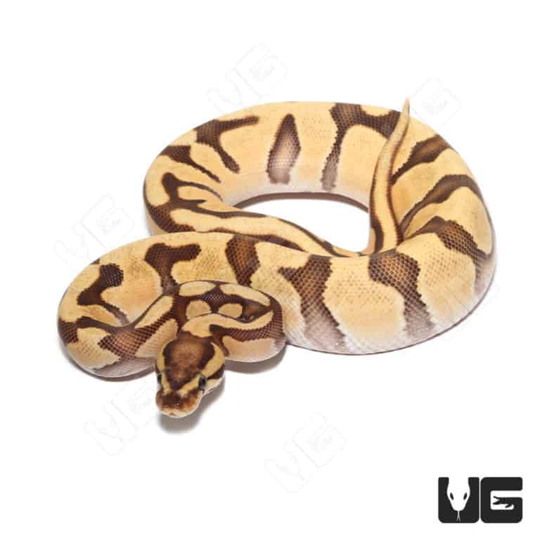 Ball Pythons For Sale - Underground Reptiles