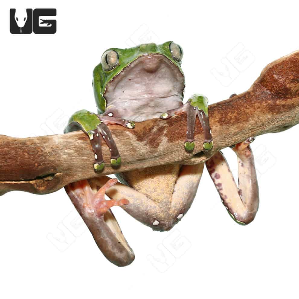 Giant Waxy Monkey Tree Frog (Phyllomedusa bicolor) For Sale ...