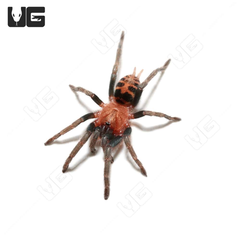 Guatemalan Tiger Rump Tarantula For Sale - Underground Reptiles