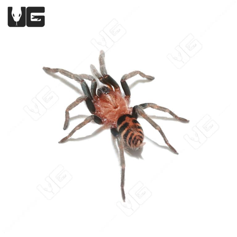 Guatemalan Tiger Rump Tarantula For Sale - Underground Reptiles