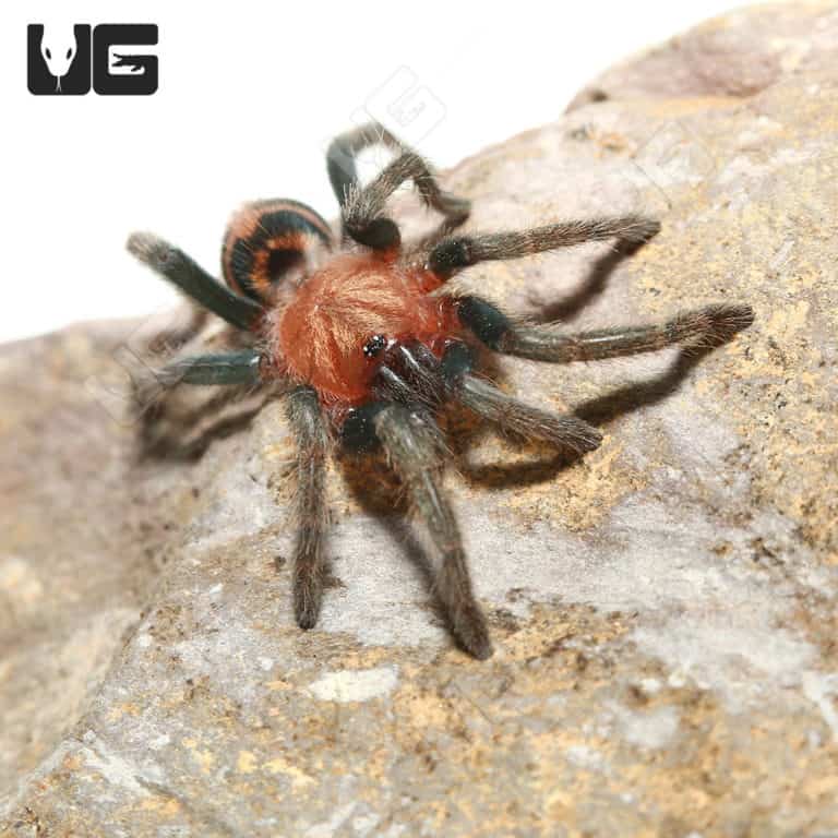 Guatemalan Tiger Rump Tarantula For Sale - Underground Reptiles