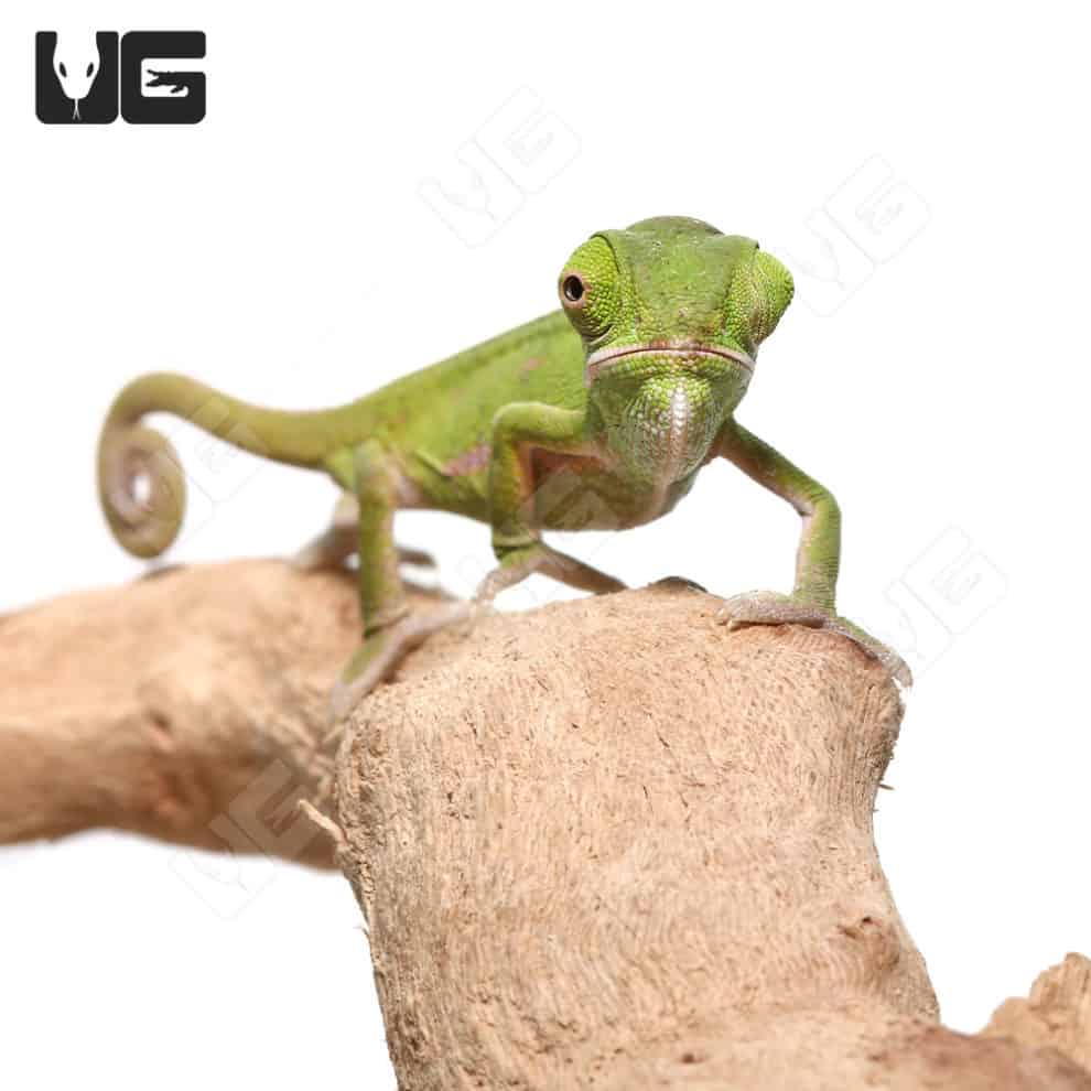 Baby Veiled Chameleons For Sale - Underground Reptiles