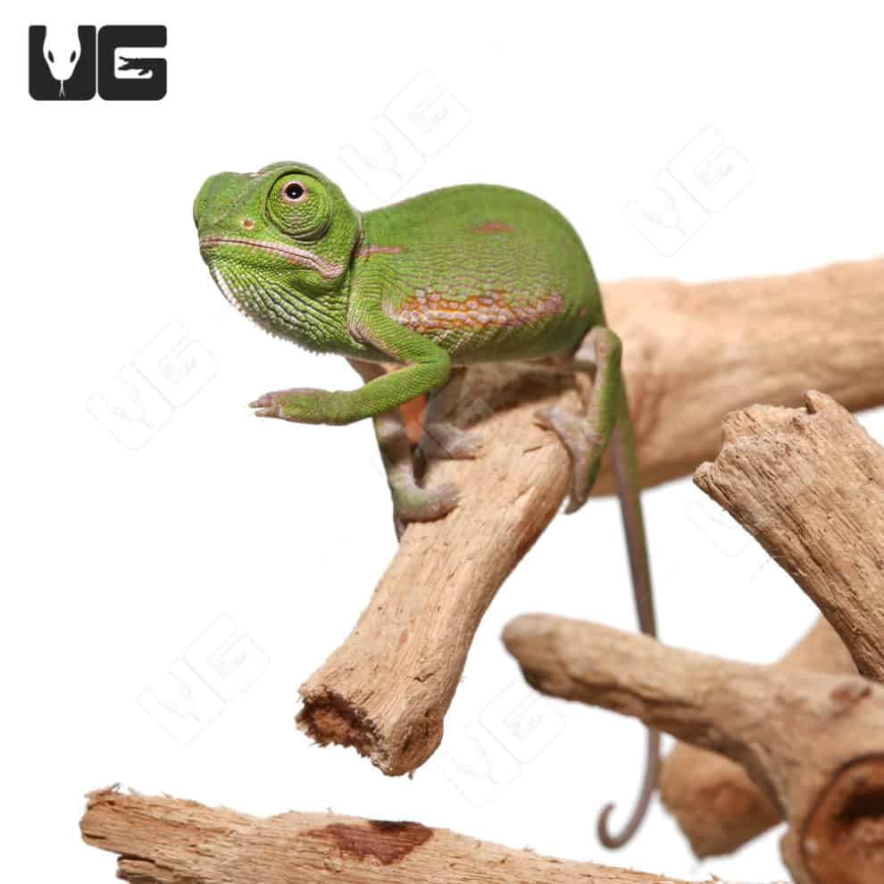 Baby Veiled Chameleons For Sale - Underground Reptiles