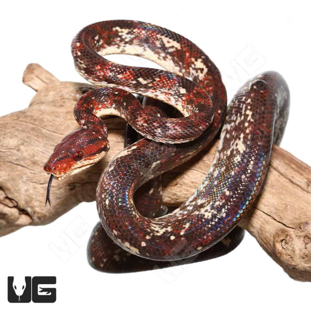 Baby Candy Cane Amazon Tree Boas For Sale - Underground Reptiles