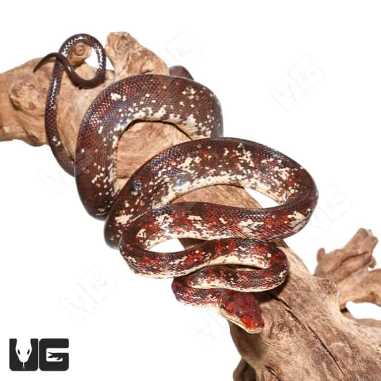 Boas For Sale - Underground Reptiles