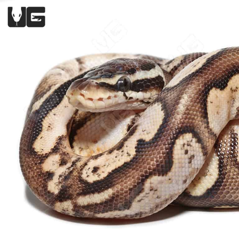 Baby Ball Pythons For Sale - Underground Reptiles