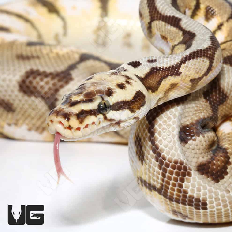 2018 Lavender Albino Spider Ball Python For Sale - Underground Reptiles