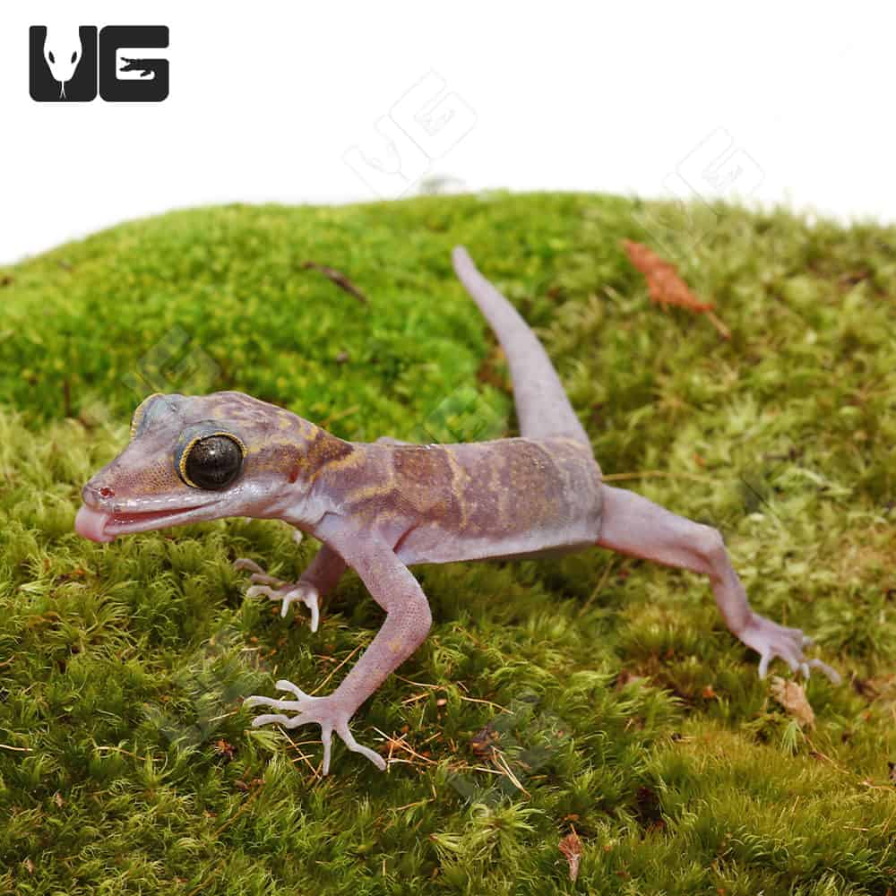 Kunya's Bent Toed Gecko (Cyrtodactylus kuyai) For Sale - Underground ...