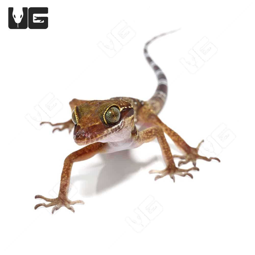 Lekaqul's Bent Toe Gecko (cyrtodactylus lekaguli ) For Sale ...
