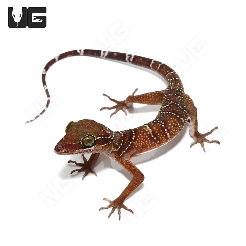 Lekaqul's Bent Toe Gecko (cyrtodactylus lekaguli ) For Sale ...