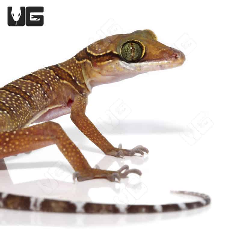 Lekaqul's Bent Toe Gecko (cyrtodactylus lekaguli ) For Sale ...