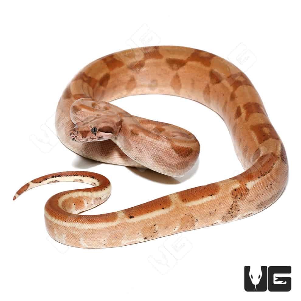 Male Hypo Jungle Boas (Boa Constrictor Constrictor) For Sale ...