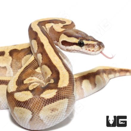 Baby Ball Pythons For Sale - Underground Reptiles