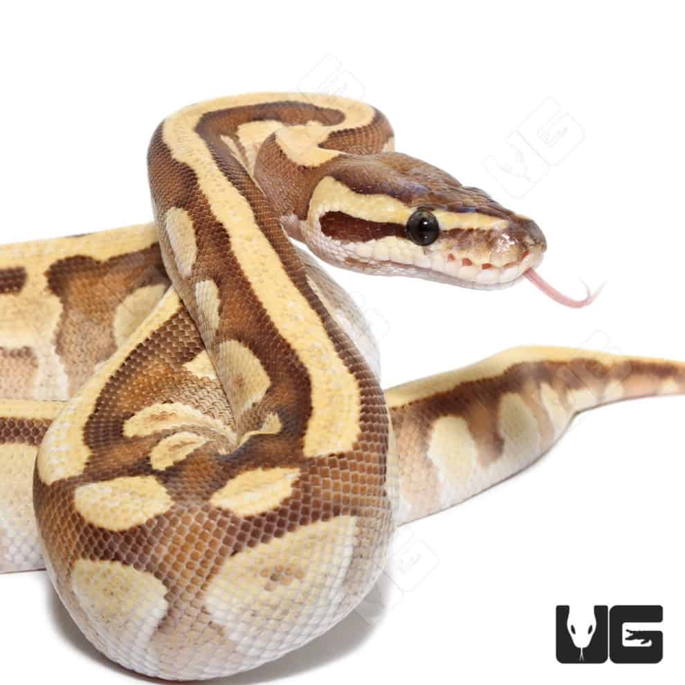 Baby Ball Pythons For Sale - Underground Reptiles