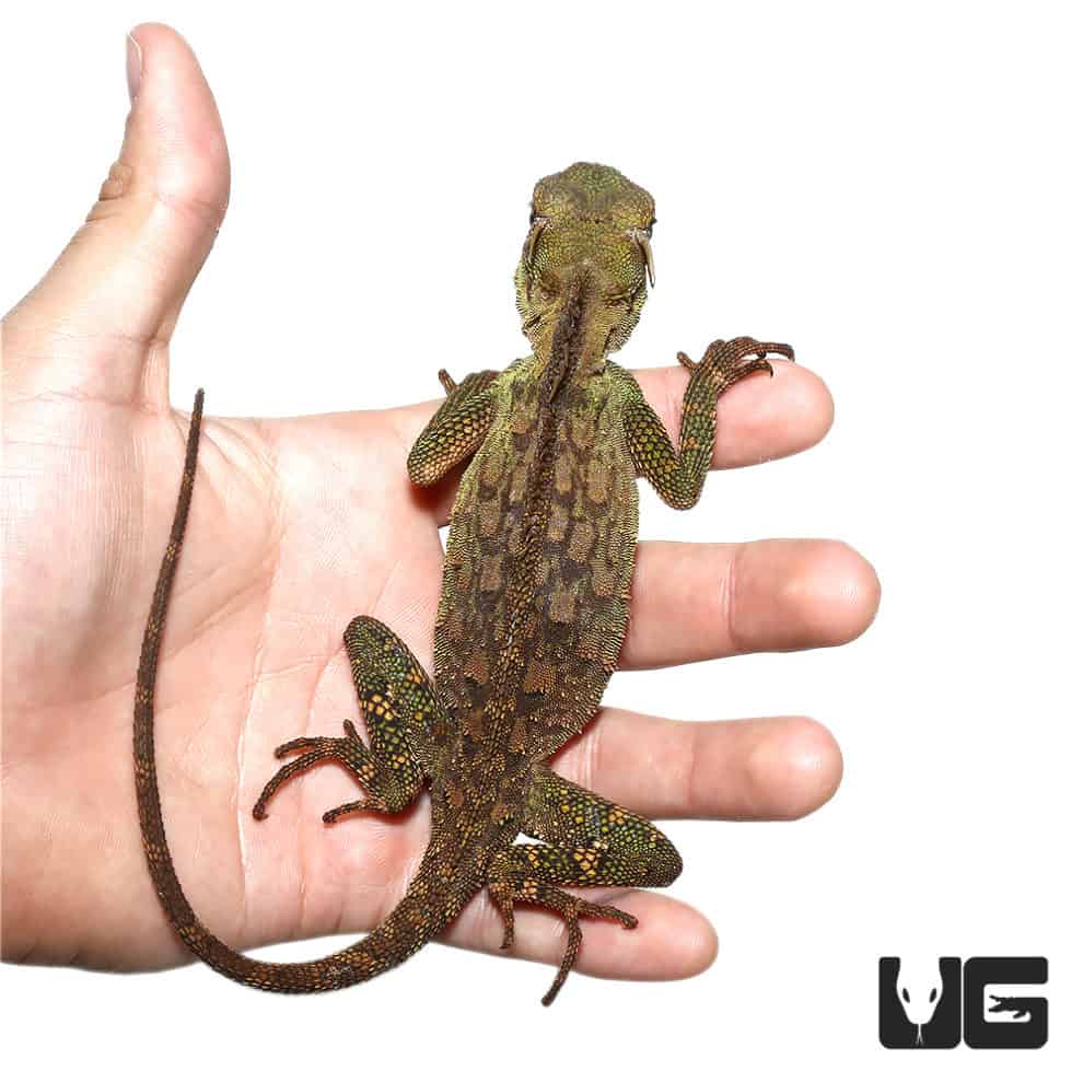 Mountain Horned Lizards For Sale - Underground Reptiles