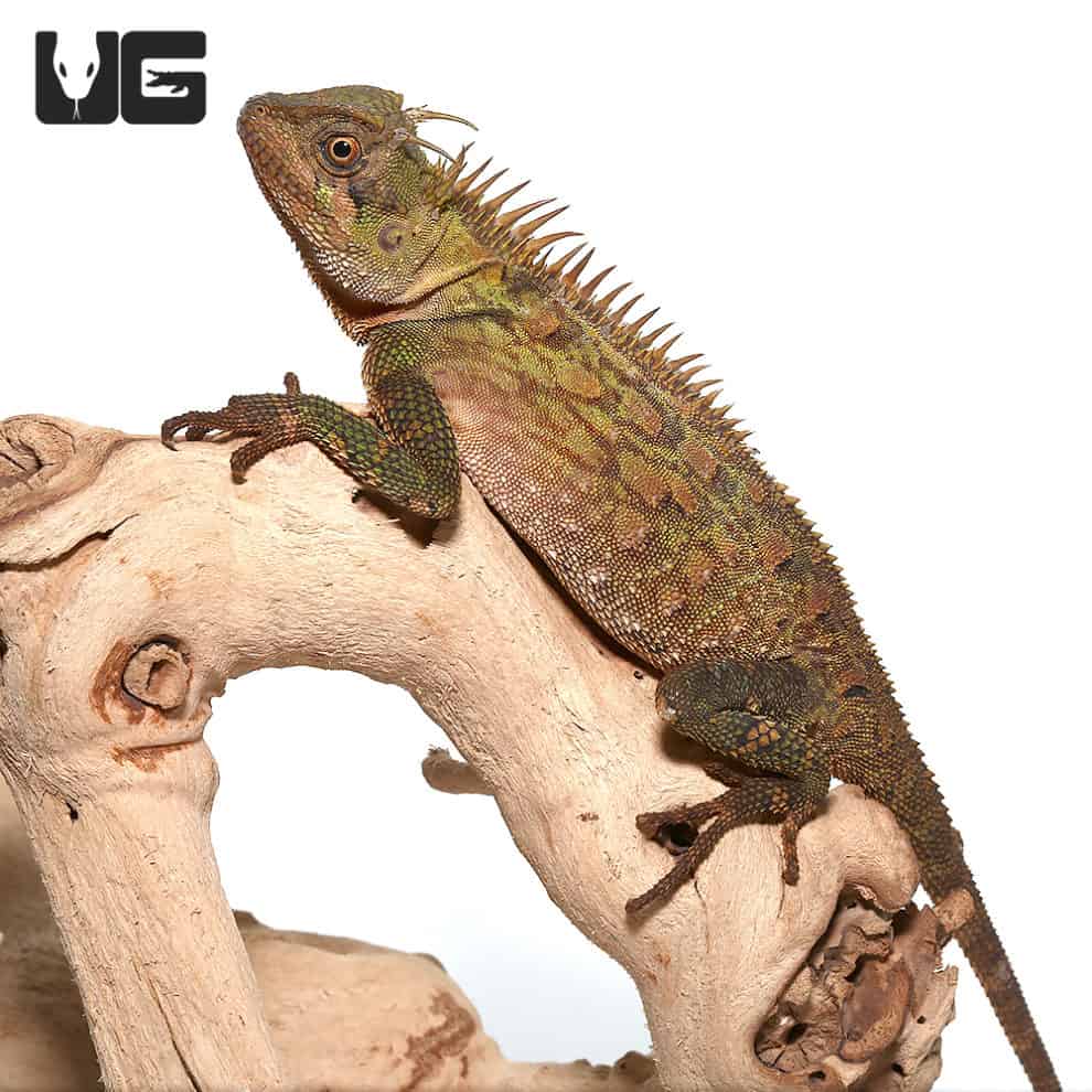 Mountain Horned Lizards For Sale - Underground Reptiles