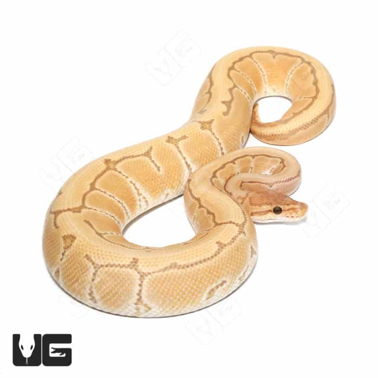 Baby Pastel Enchi Ball Python For Sale - Underground Reptiles