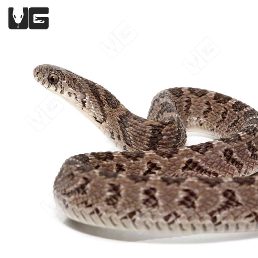 West African Egg Eating Snakes For Sale - Underground Reptiles