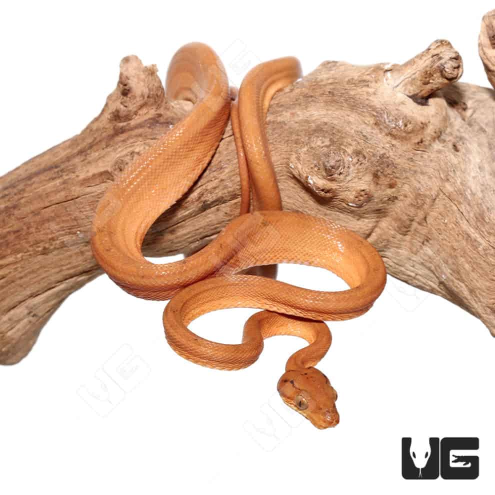 Colored Amazon Tree Boas For Sale - Underground Reptiles