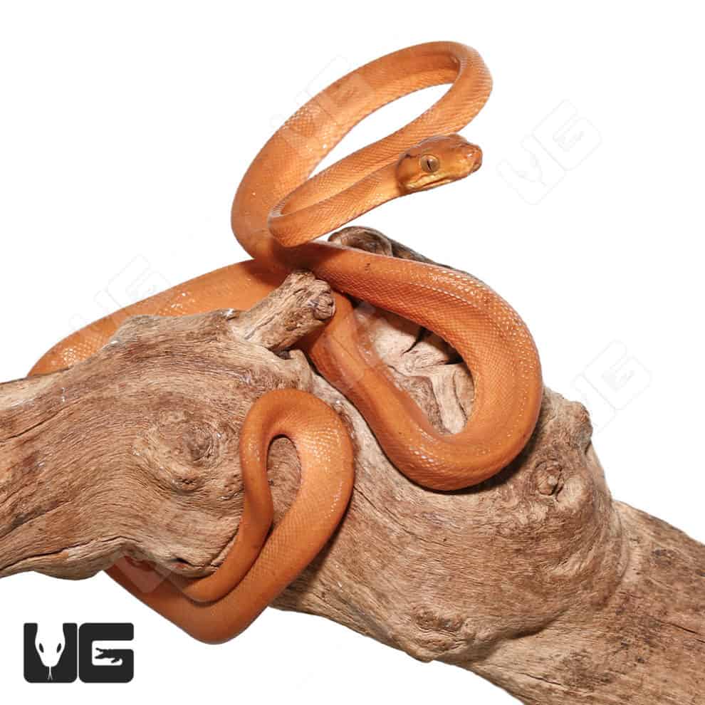 Colored Amazon Tree Boas For Sale - Underground Reptiles