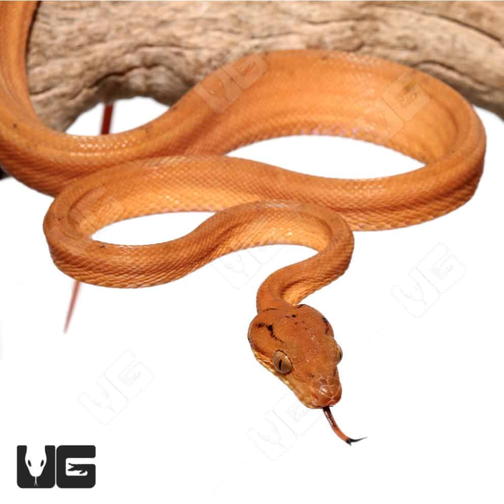 Colored Amazon Tree Boas For Sale - Underground Reptiles