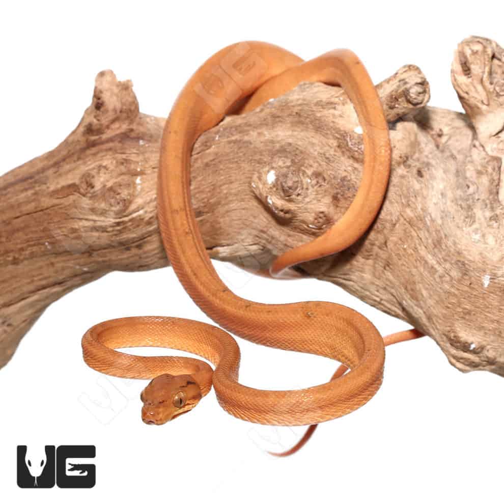 Colored Amazon Tree Boas For Sale - Underground Reptiles