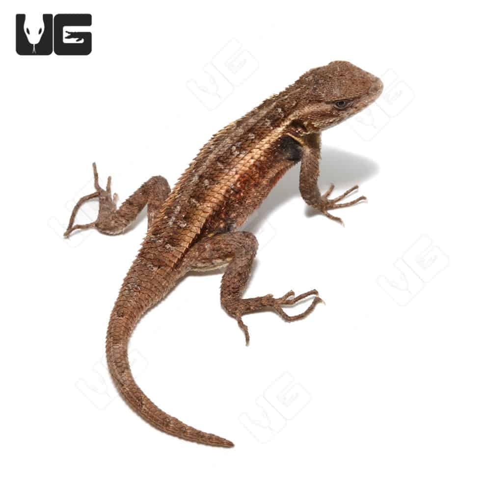 Pink Belly Swifts (Sceloporus variabilis) For Sale - Underground Reptiles