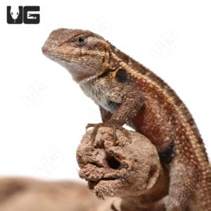 Pink Belly Swifts (Sceloporus variabilis) For Sale - Underground Reptiles