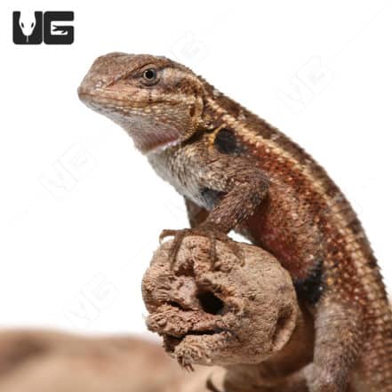 Pink Belly Swifts (Sceloporus variabilis) For Sale - Underground Reptiles