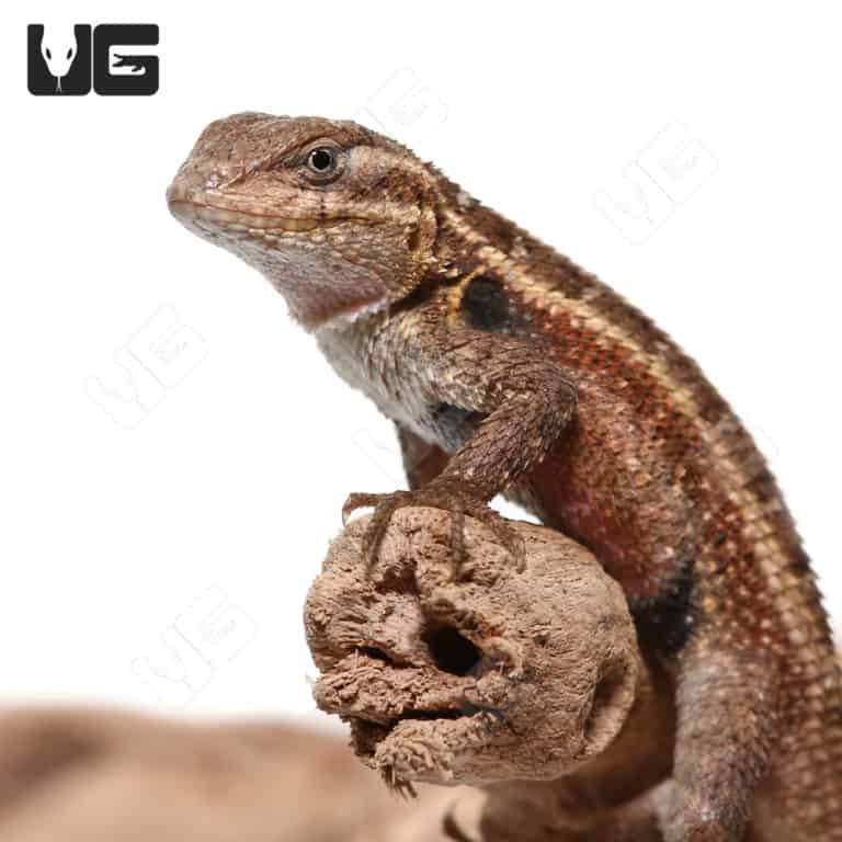 Other Lizards For Sale - Underground Reptiles