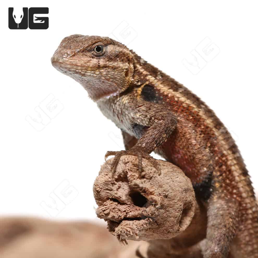 Lizards For Sale - Underground Reptiles