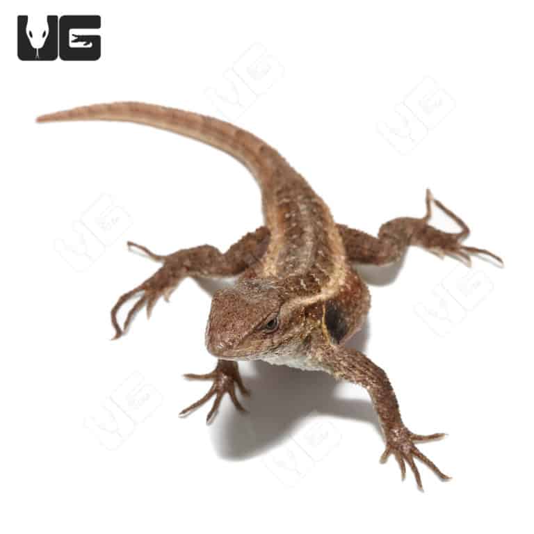 Pink Belly Swifts (Sceloporus variabilis) For Sale - Underground Reptiles