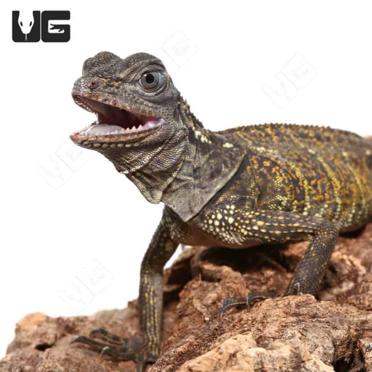 Auctions - Underground Reptiles