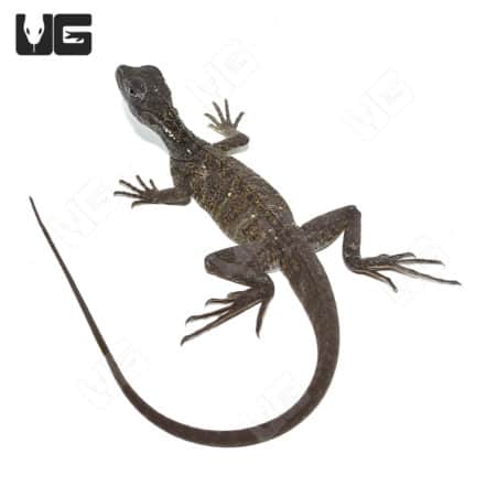 Baby Weber's Sailfin Dragons For Sale - Underground Reptiles
