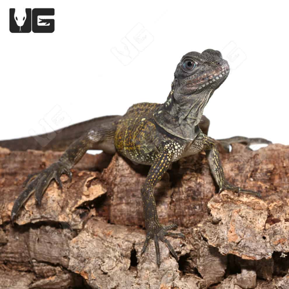 Baby Weber's Sailfin Dragons For Sale - Underground Reptiles