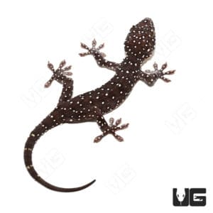 Giant Bent Toed Geckos For Sale - Underground Reptiles