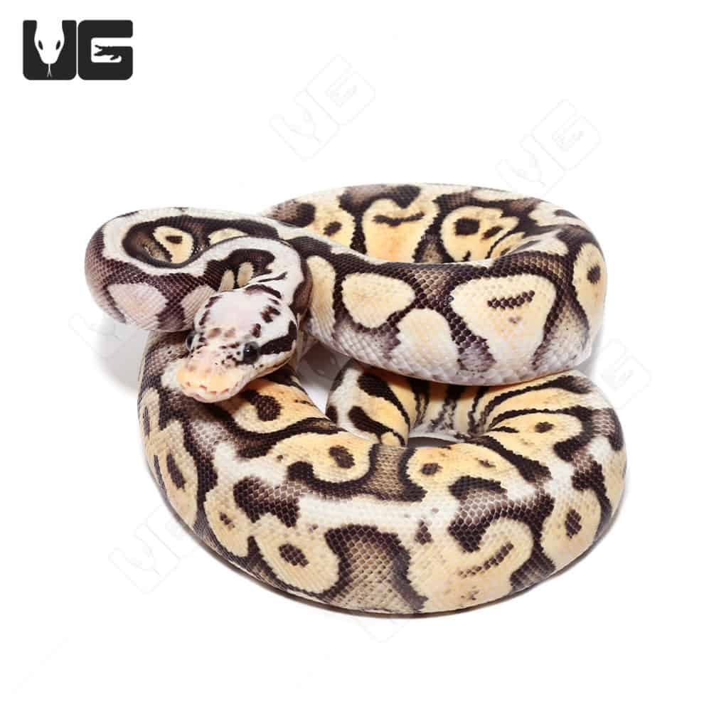 Baby Pastel Enchi Ball Python For Sale - Underground Reptiles