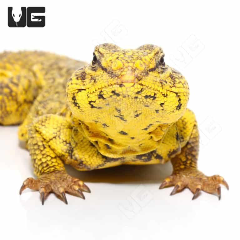Uromastyx For Sale - Underground Reptiles