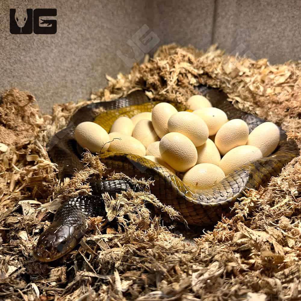 Yellowtail Cribo (Drymarchon corais) For Sale - Underground Reptiles