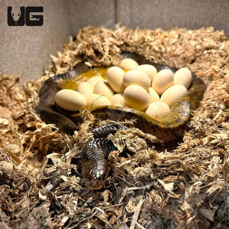 Yellowtail Cribo (Drymarchon corais) For Sale - Underground Reptiles