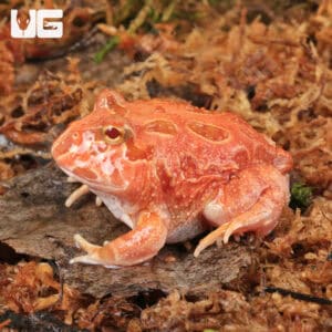 Raspberry Pacman Frogs For Sale - Underground Reptiles